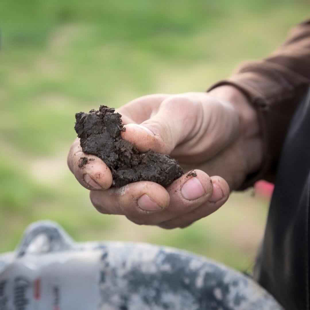 Preparado de Boñiga y Sílice: optimizando la Agricultura Biodinámica