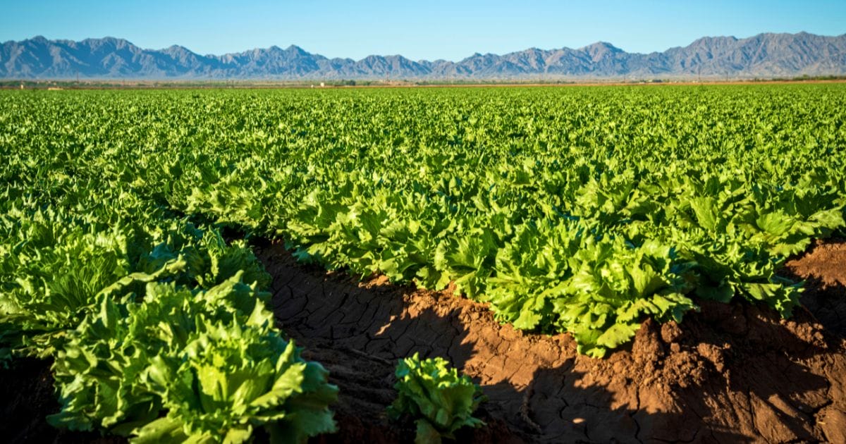 5 razones para aplicar Bioestimulantes Naturales en verano